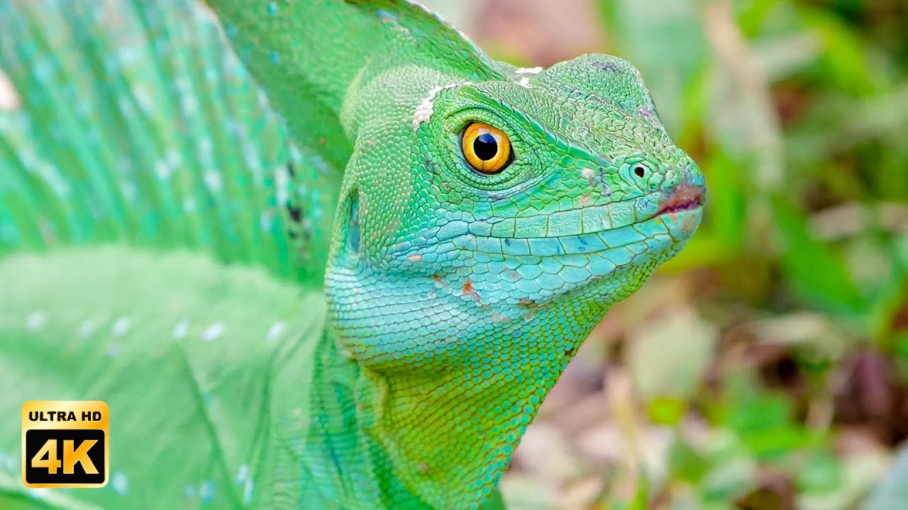 4K Video HDR 60FPS - Beauty of Forest and Wild Animals in 4k Video ...