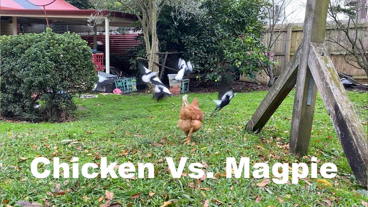 Chicken vs Magpie - YouTube
