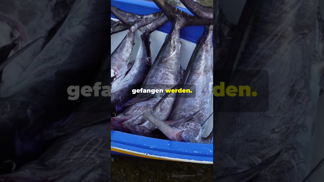 Der größte Schwertfisch der Welt! #schwertfisch #facts#doku #tiere# ...
