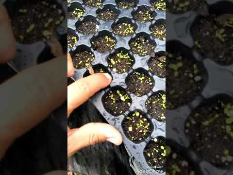 Germinación de semillas de recao #2 - YouTube