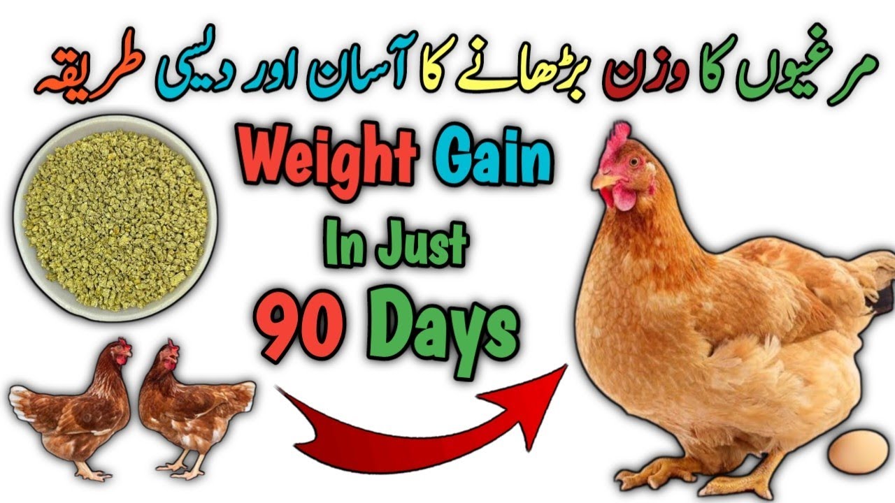 Chicken Weight Gain Tips | How to Increase Body Weight of Hens | Mini ...