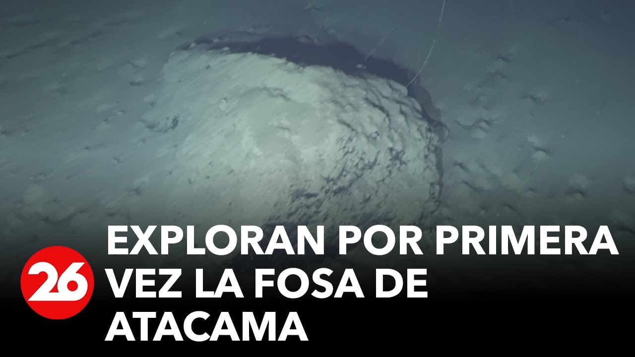 Exploraron por primera vez la fosa de Atacama y hallaron una bolsa de ...