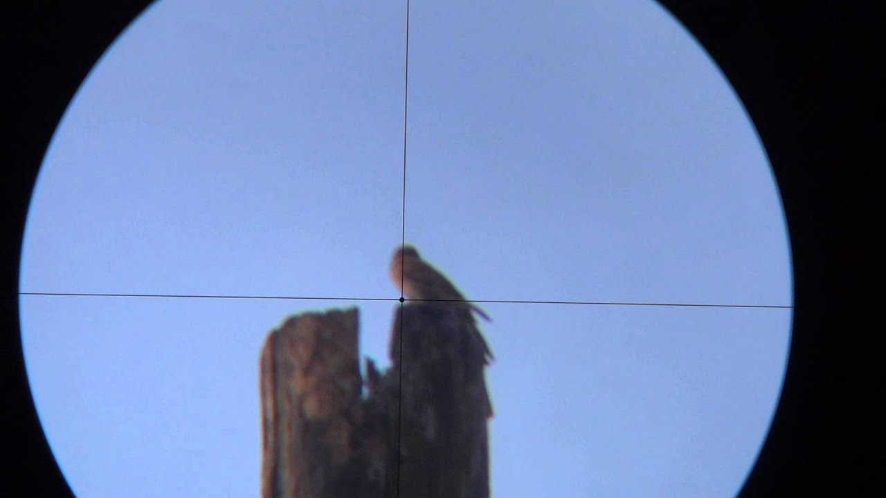 Two birds in one shot - YouTube