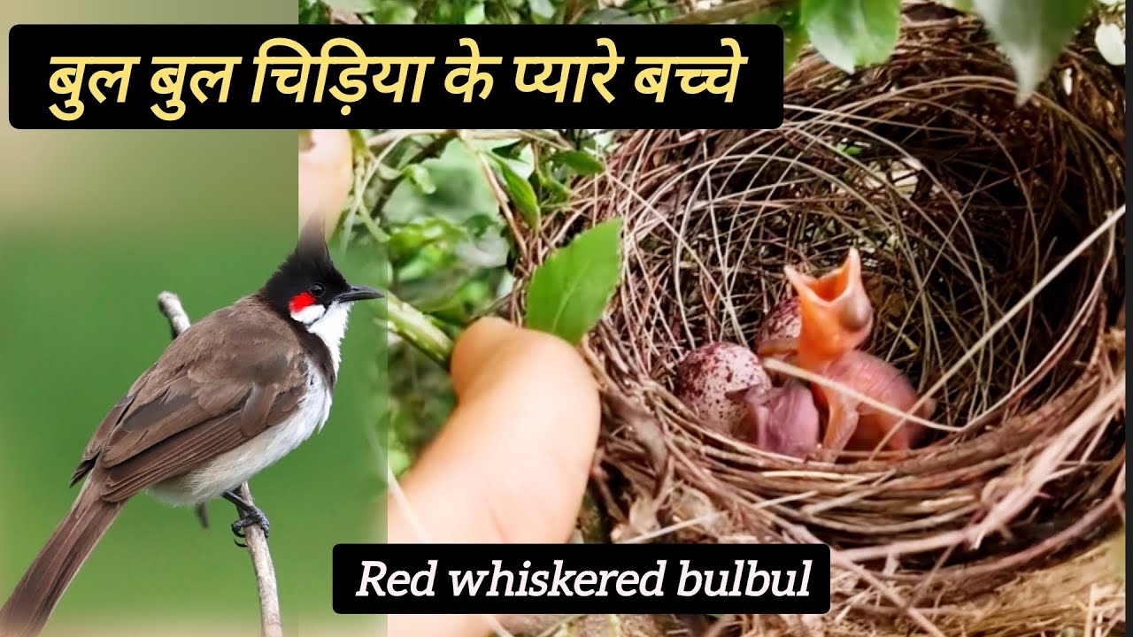 बुलबुल चिड़िया के प्यारे बच्चे || Baby of Red whiskered Bulbul Bird # ...