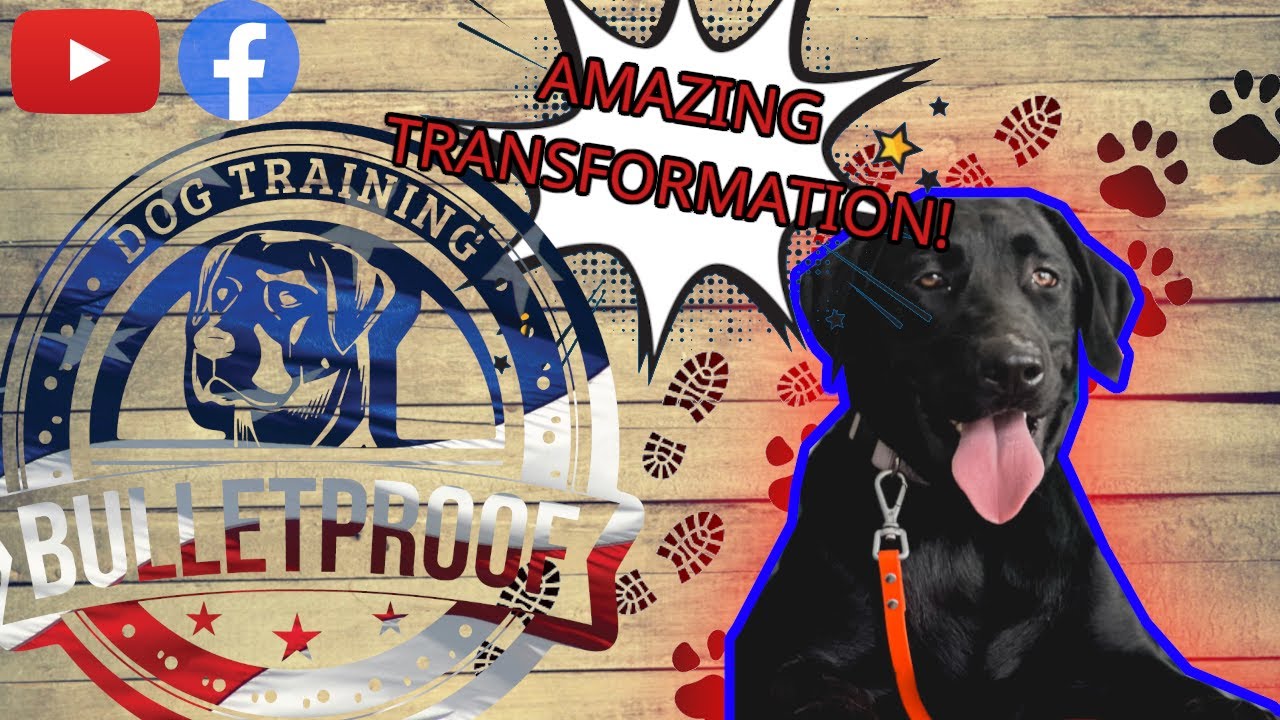 Amazing Transformation | "Joey" | Lab | #bulletproofdogtraining - YouTube