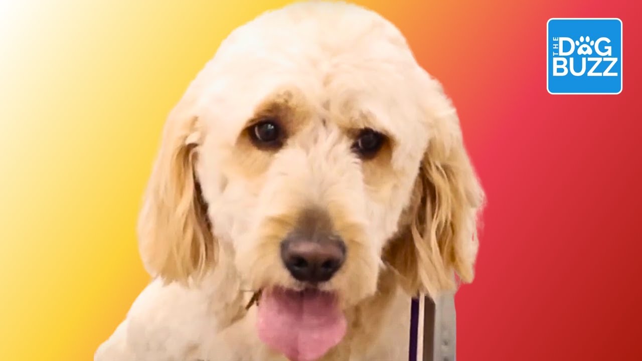 We've Got a Pole Hugger! 😆 | How Often Should Your Dog Be Getting ...