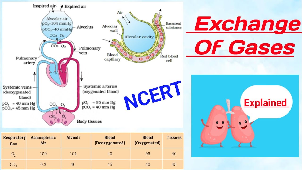 Exchange of gases|| O2 and CO2 ka exchange|| Gases ka diffusion ||class ...