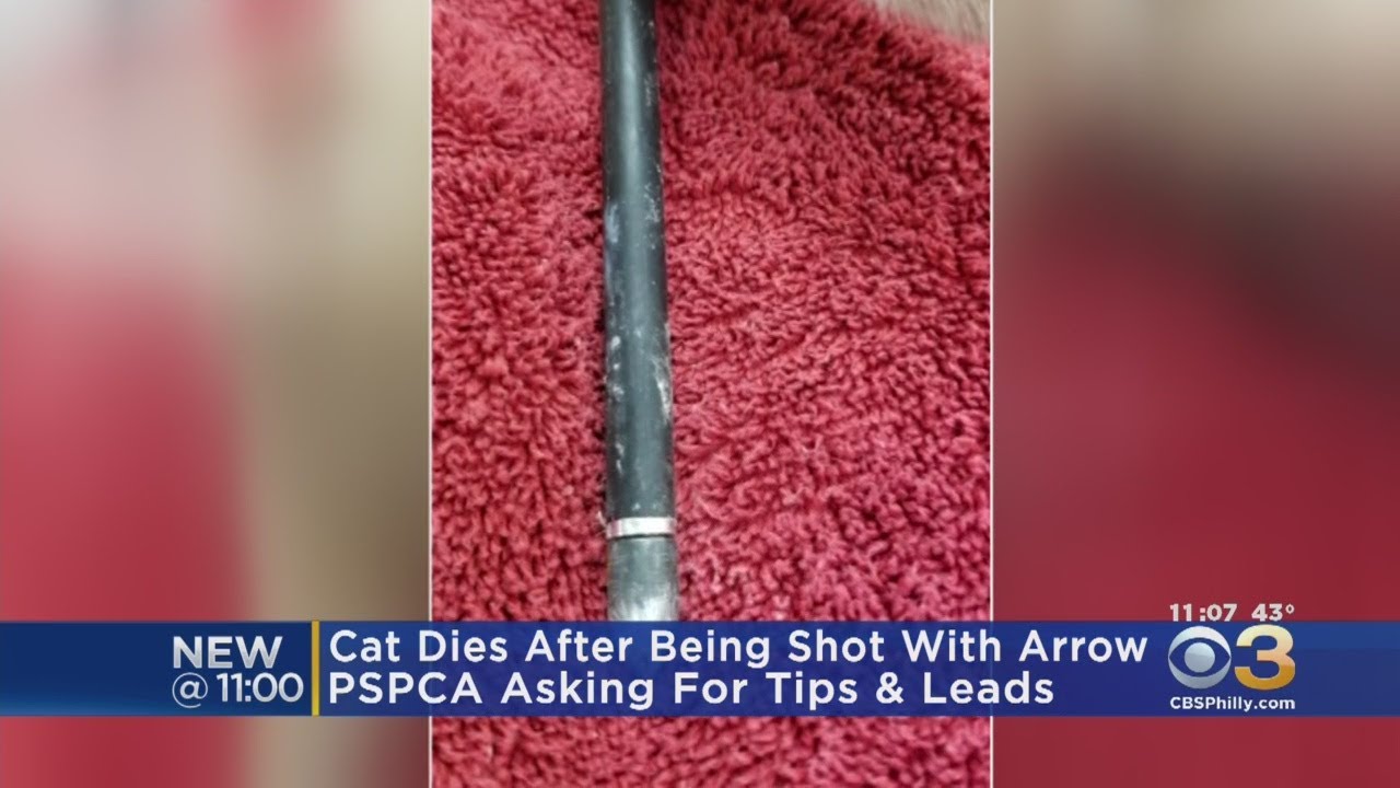 PSPCA Searching For Person Who Killed Cat With Arrow In West ...