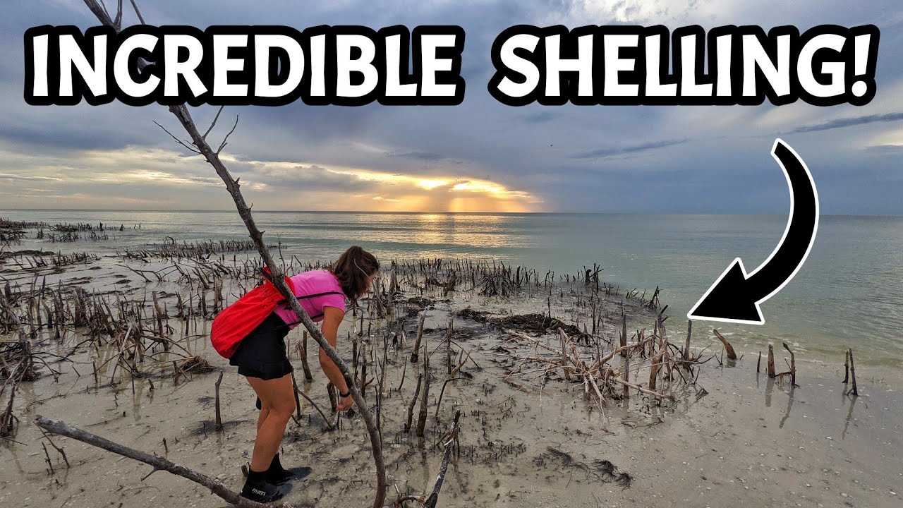 A Florida Shell Hunting Adventure - Honeymoon Island is LOADED with ...