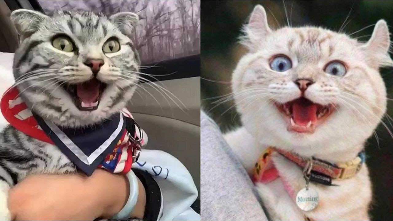 Cute and Funny Cat Videos Compilation 😹 Funny Channel. Смешные, милые ...