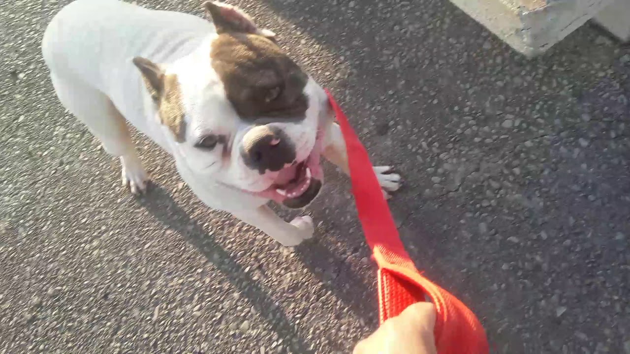 American Bulldog muscle building exercise - YouTube