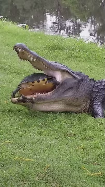 Alligator 🐊 Tries To Eat Turtle 🐢 Turtle Youtube