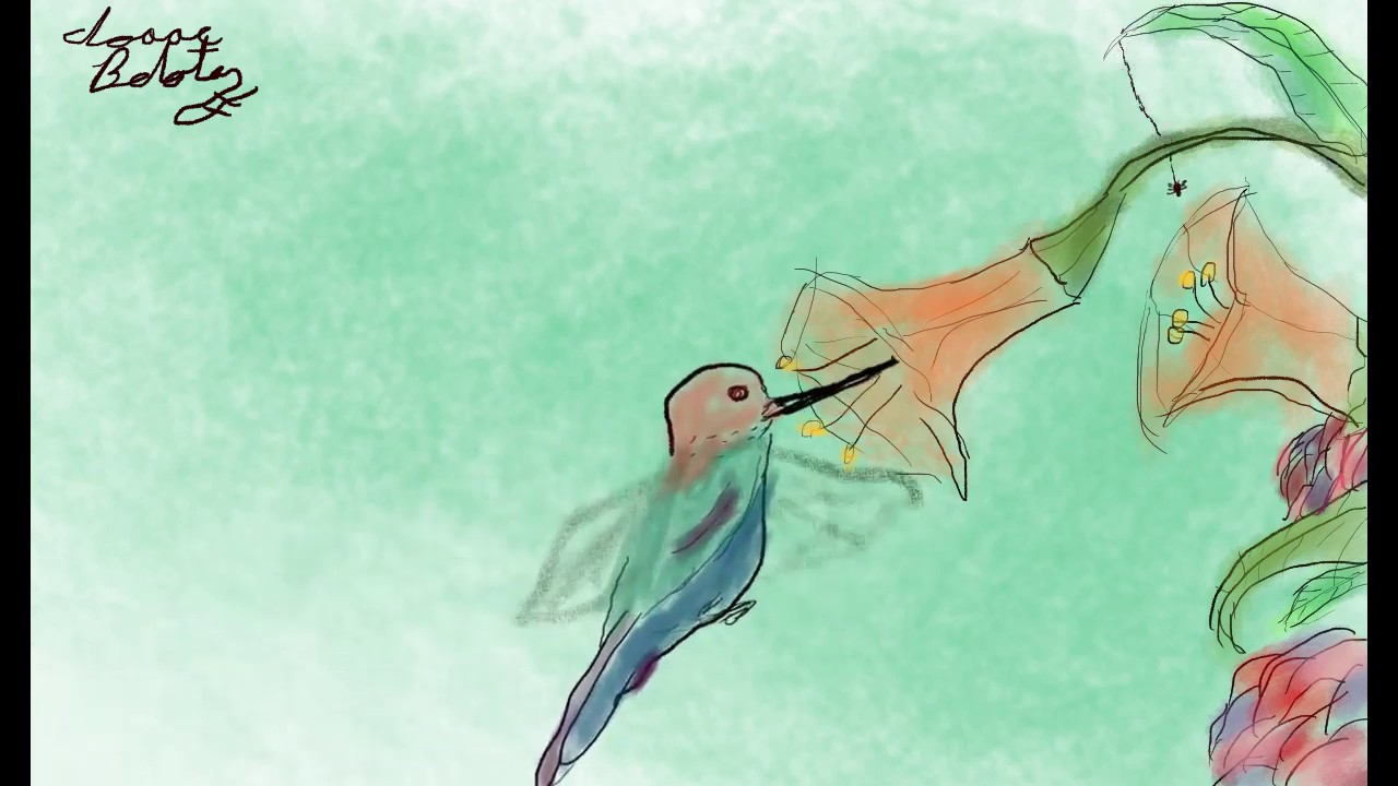 Humming Bird Animation - YouTube
