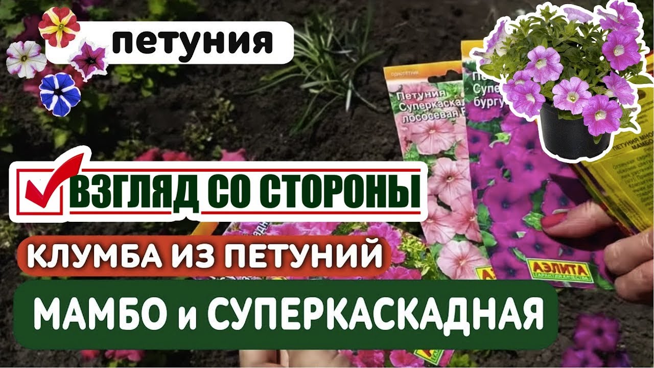 КЛУМБА ИЗ ПЕТУНИЙ. Петуния Мамбо и Суперкаскадная - YouTube