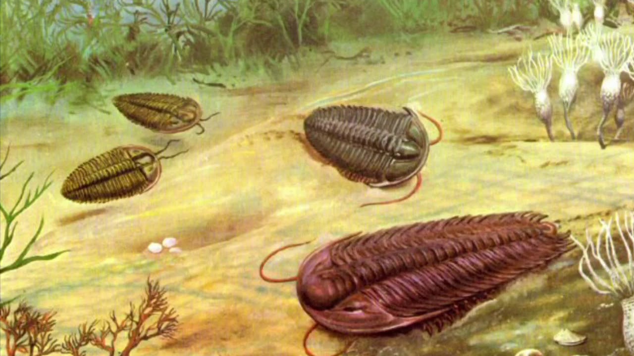 Sea critter - YouTube