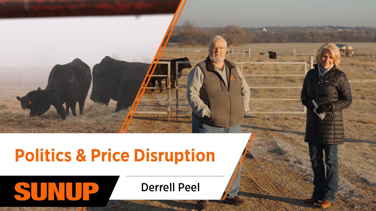 Politics and Prices: What Caused the Latest Livestock Market Shake-Up ...