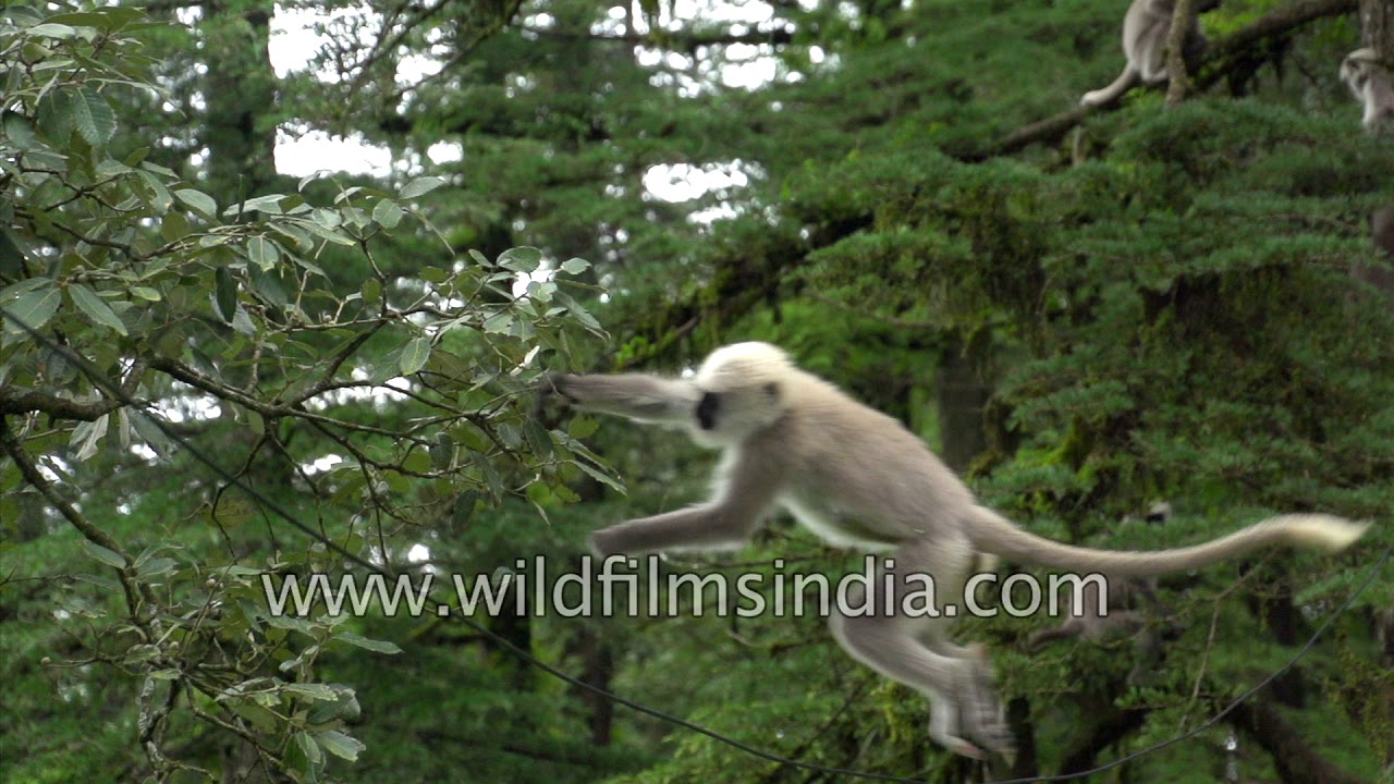 Langur monkeys jump between trees in the Himalaya: rare slow mo capture ...