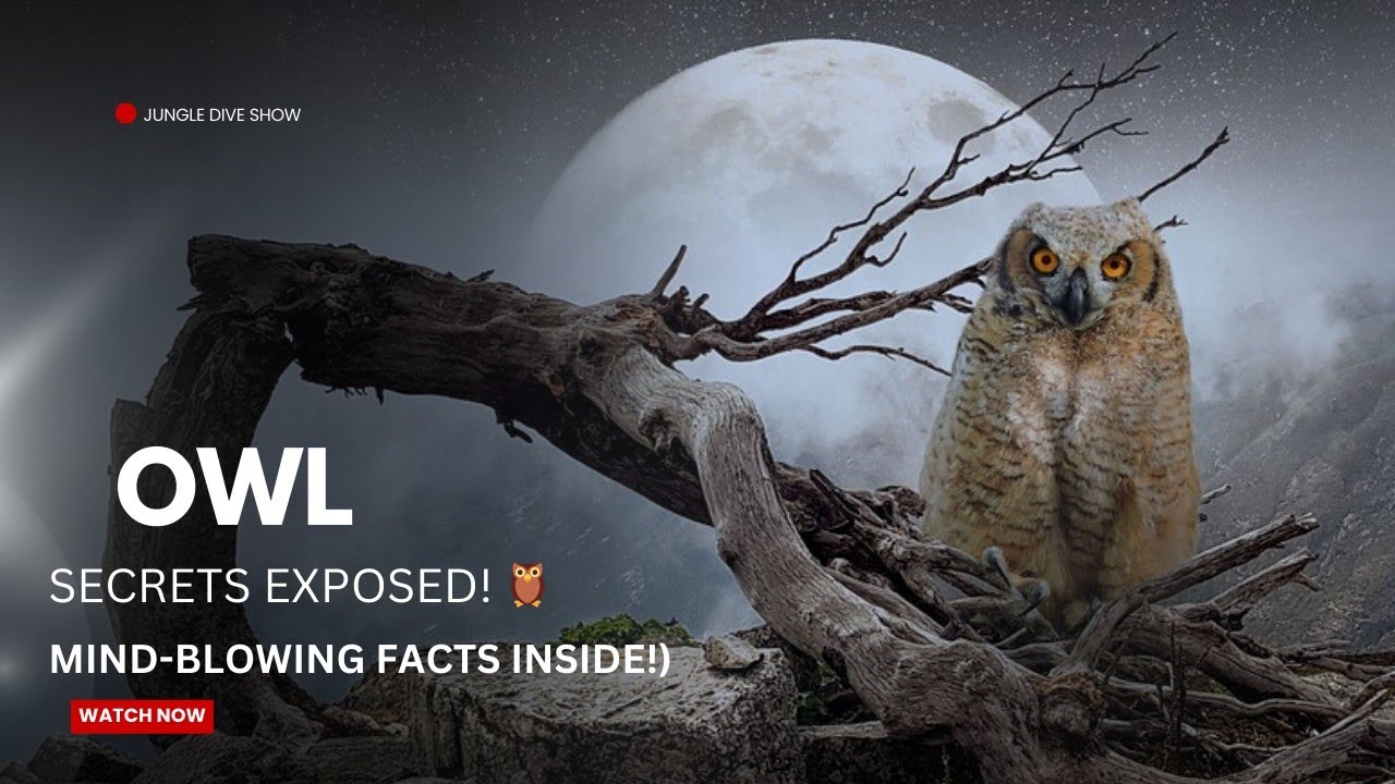 Owls Explained: Owl Sounds, Baby Owls, Hunting Secrets & More! 🦉 ...