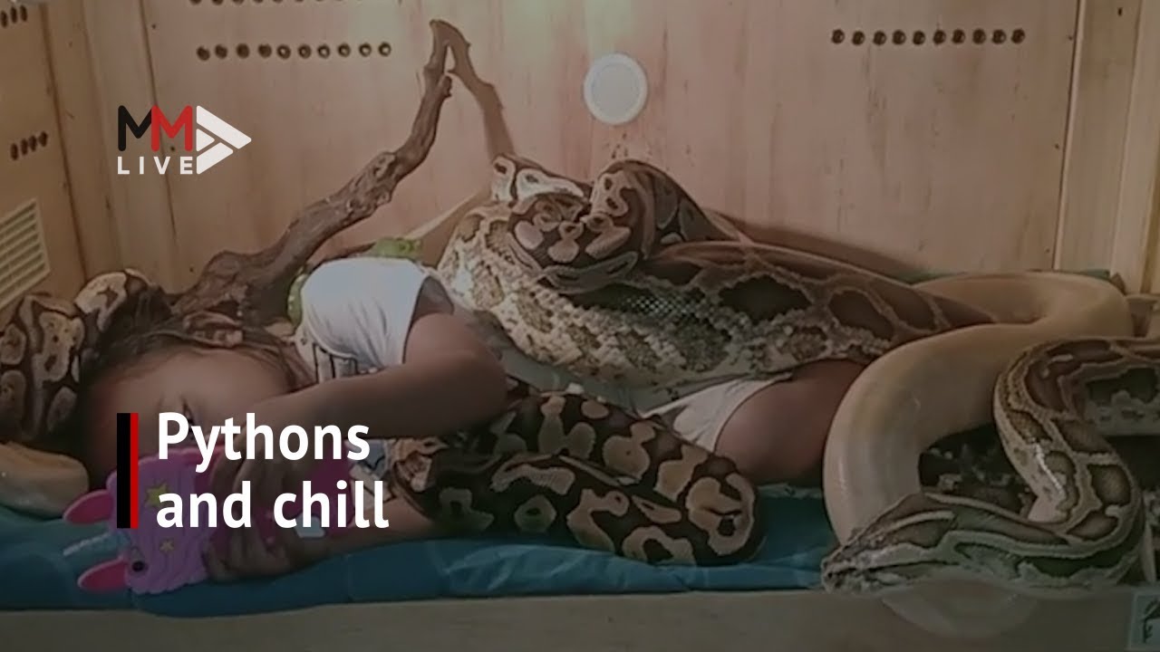 Pythons & chill: Girl watches cartoons covered in snakes - YouTube