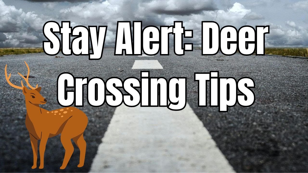 Autumn Driving: How to Avoid Collisions with Deer - YouTube
