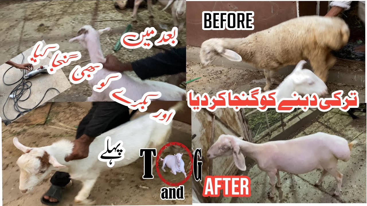 TURKEY DUMBA AUR BAKRE KO GANJA KAR DIA HAIRCUT TURKEY SHEEP AND GOAT ...