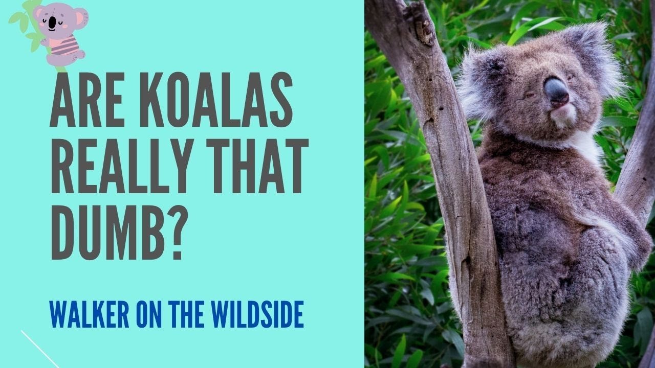 Are Koalas Really that Dumb? - YouTube