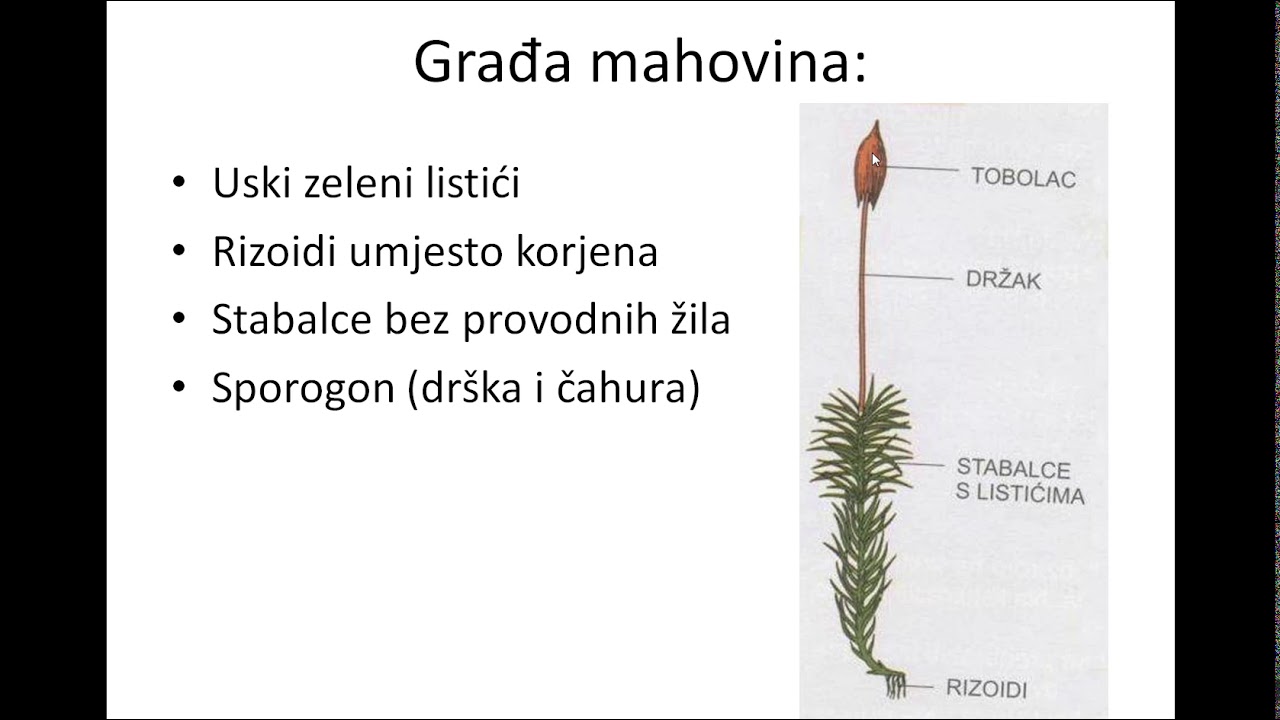 Mahovine VI razred - YouTube