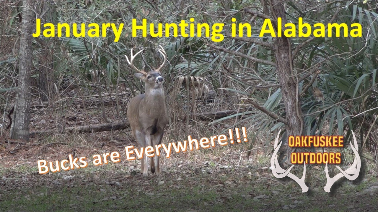 January Hunting in Alabama - YouTube