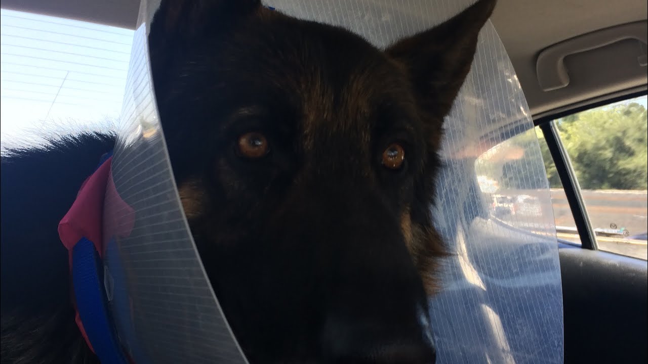 My New Dog Barron’s First Moments In Our House - YouTube