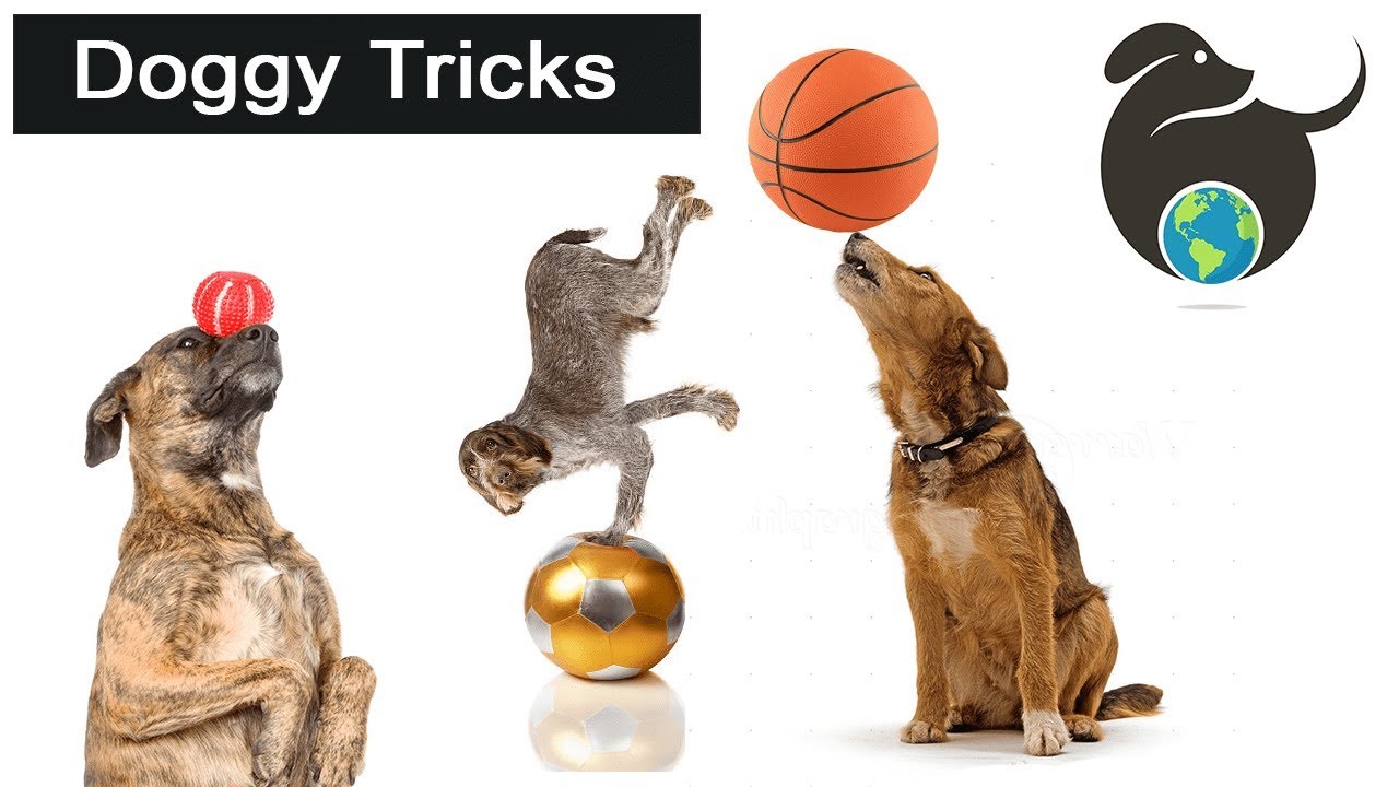 Amazing Dog Trick Compilation Video | Puppy Trick - YouTube