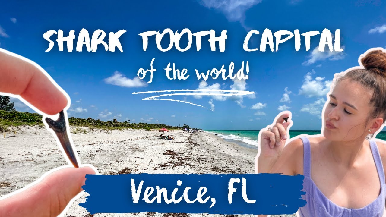 Shark Tooth Hunting Along Florida's Gulf Coast! - YouTube