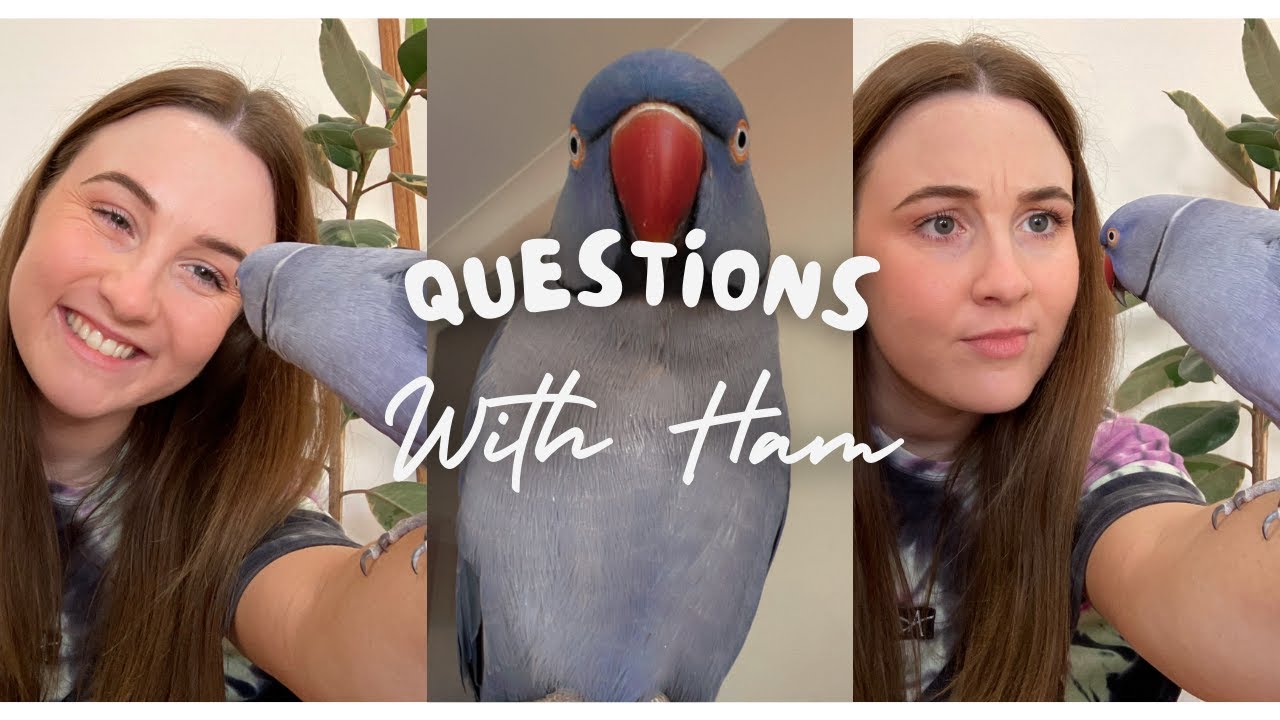 Questions With Ham! - YouTube
