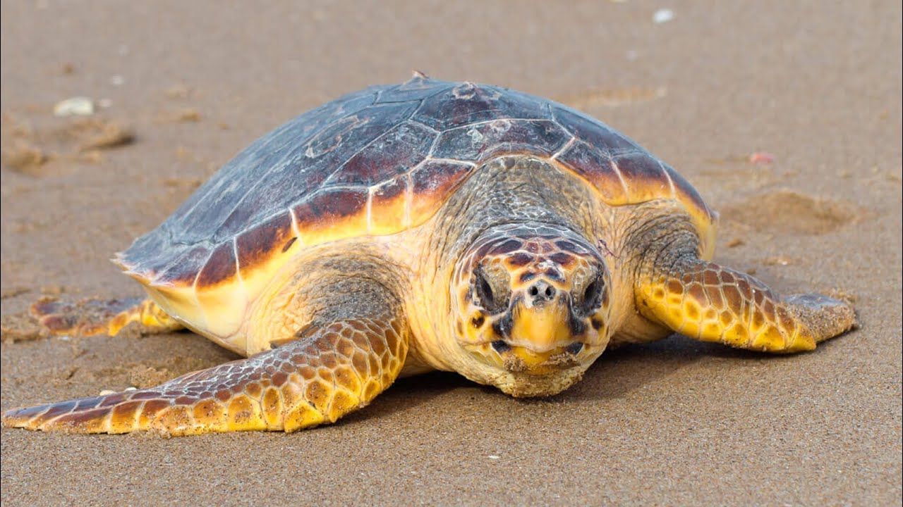 Una tortuga boba desova en la costa valenciana - YouTube