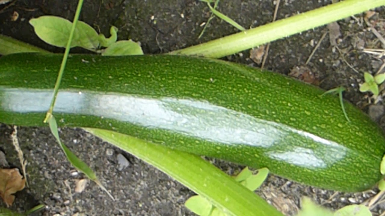 Cucurbite - Marrow fruit - Courgettes - Kúrbítur - Náttskuggaætt ...