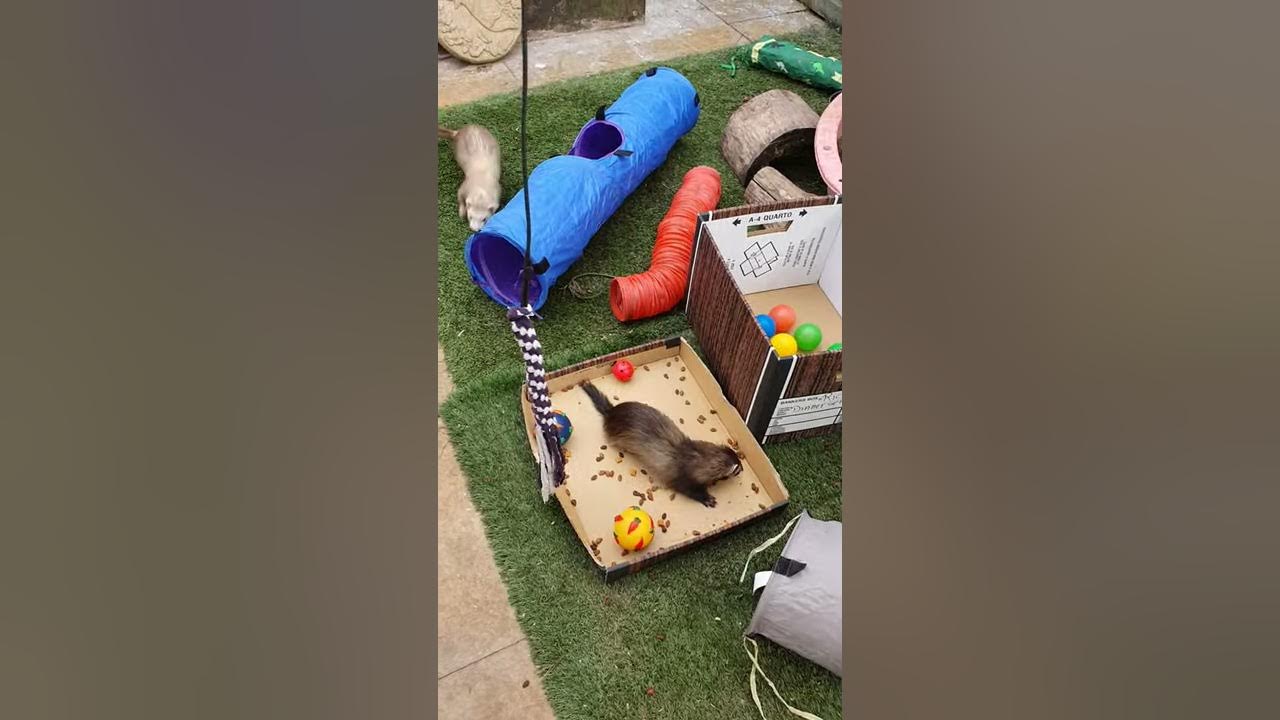 Ferret play playtime love ferrets playing - YouTube