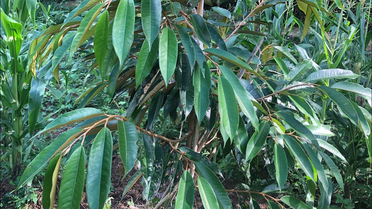 SẦU RIÊNG MUSAKING 7 Tháng Tuổi # Cuộc Sống Làm Nông Quanh Năm Vất Vã ...