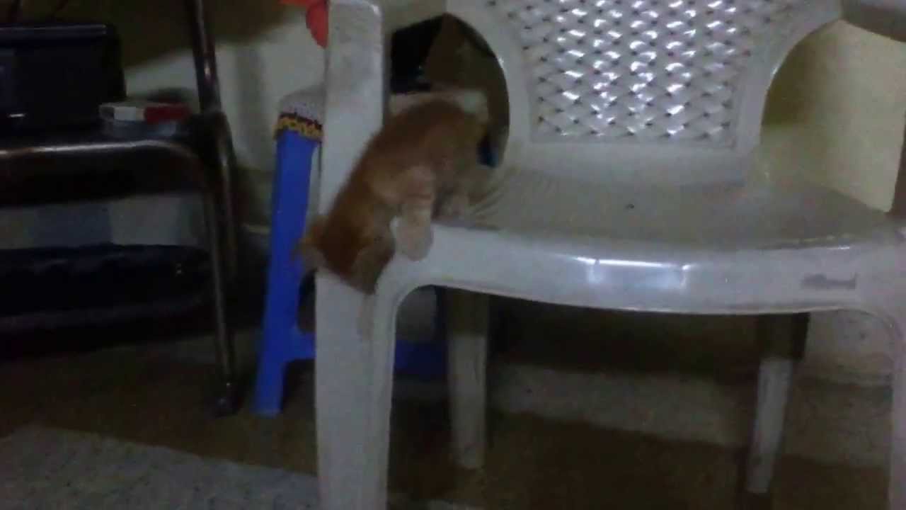 Kitten getting scared to jump from the chair !! :) - YouTube