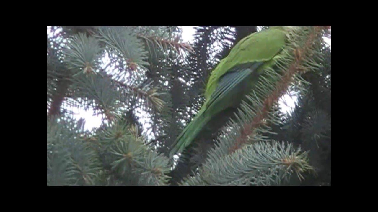 Parrots attack Chicago, this one is for the birds - YouTube