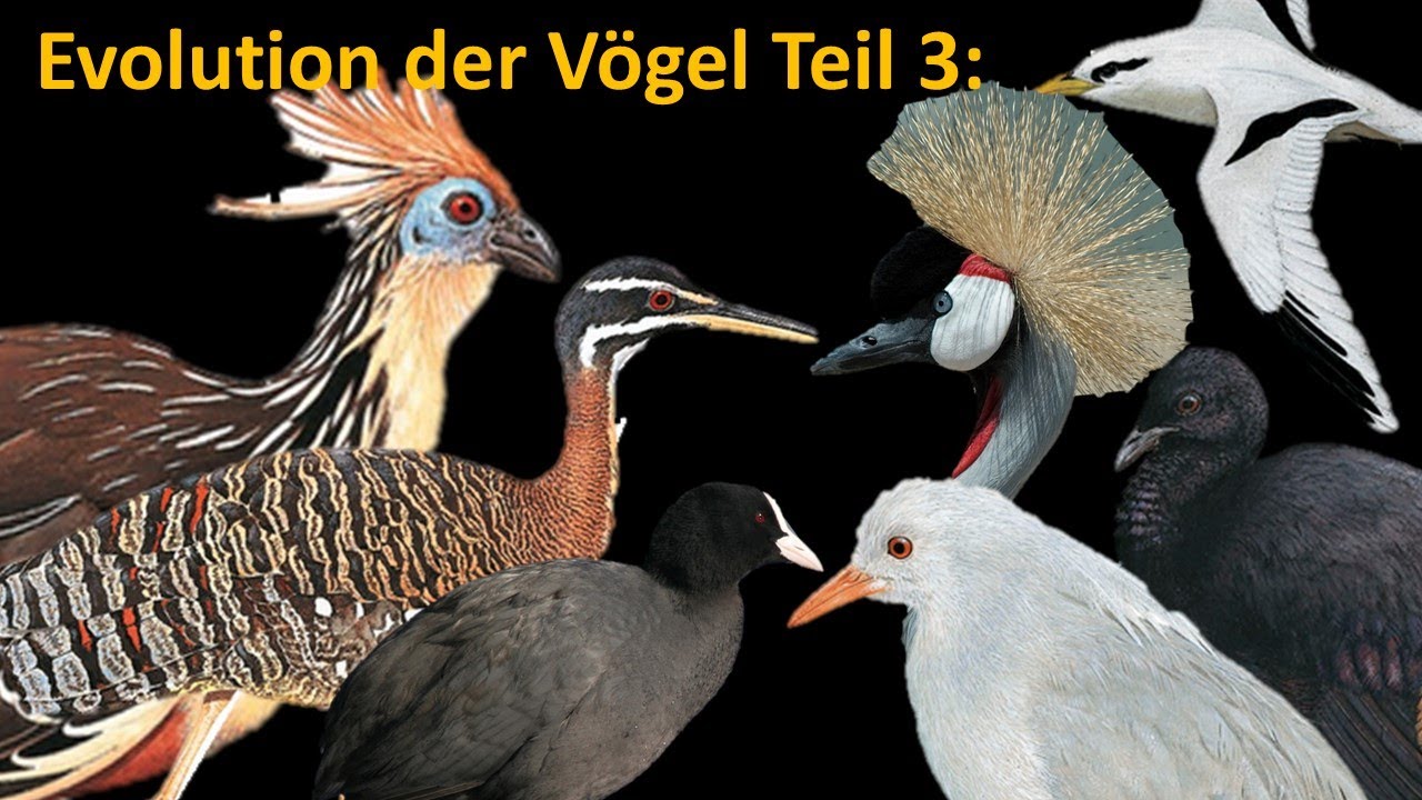 Evolution der Vögel 3: Hoatzin, Tropikvögel, Kraniche und Rallen - YouTube