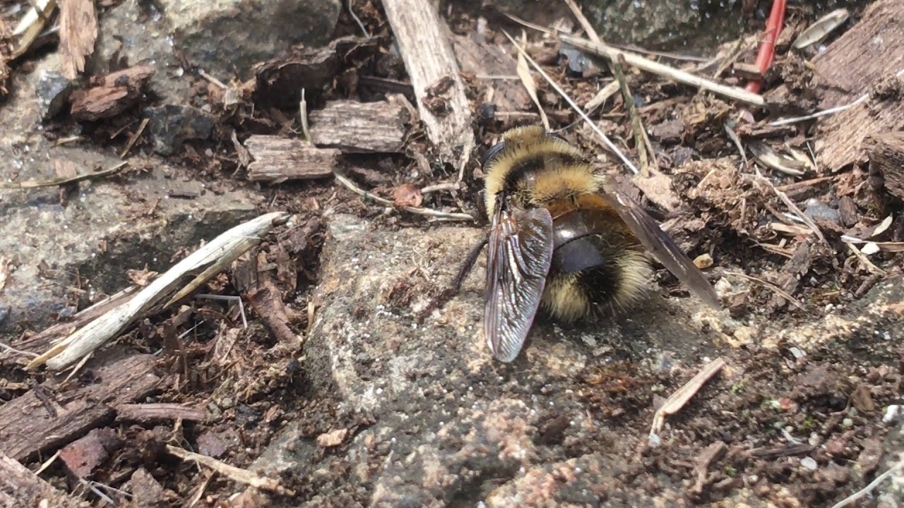 Cephenemyia apicata (Deer Nasal Botfly) - YouTube