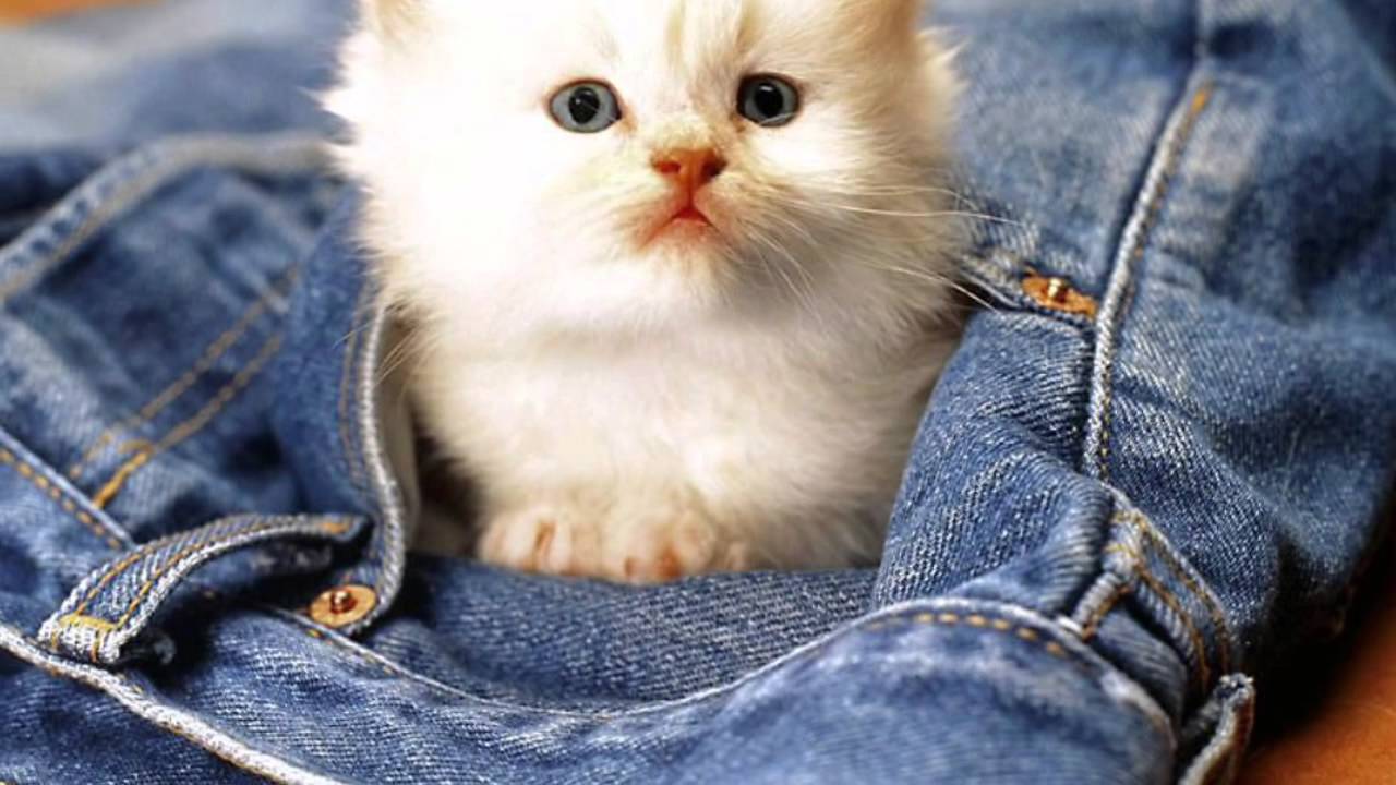 Top 5 DE LOS ANIMALES MÁS BELLOS DEL MUNDO - YouTube