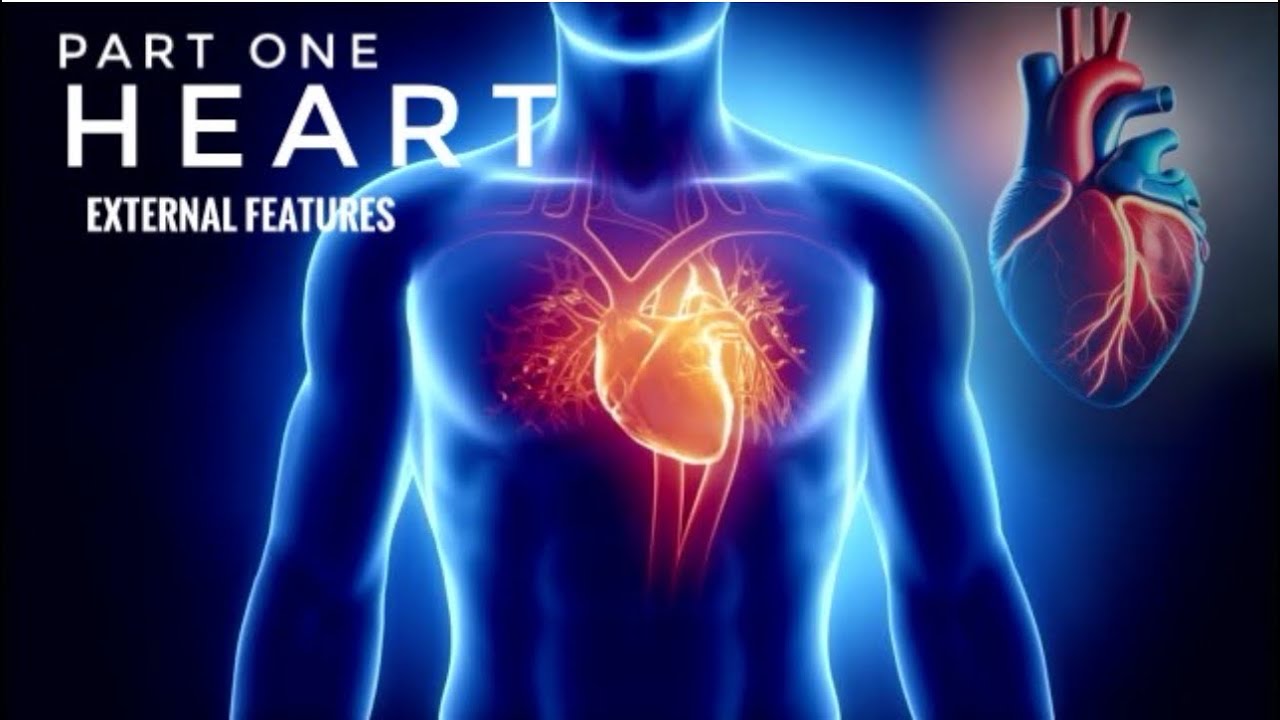 HEART EXTERNAL FEATURES || Part-1 || Anatomy Of Heart || - YouTube