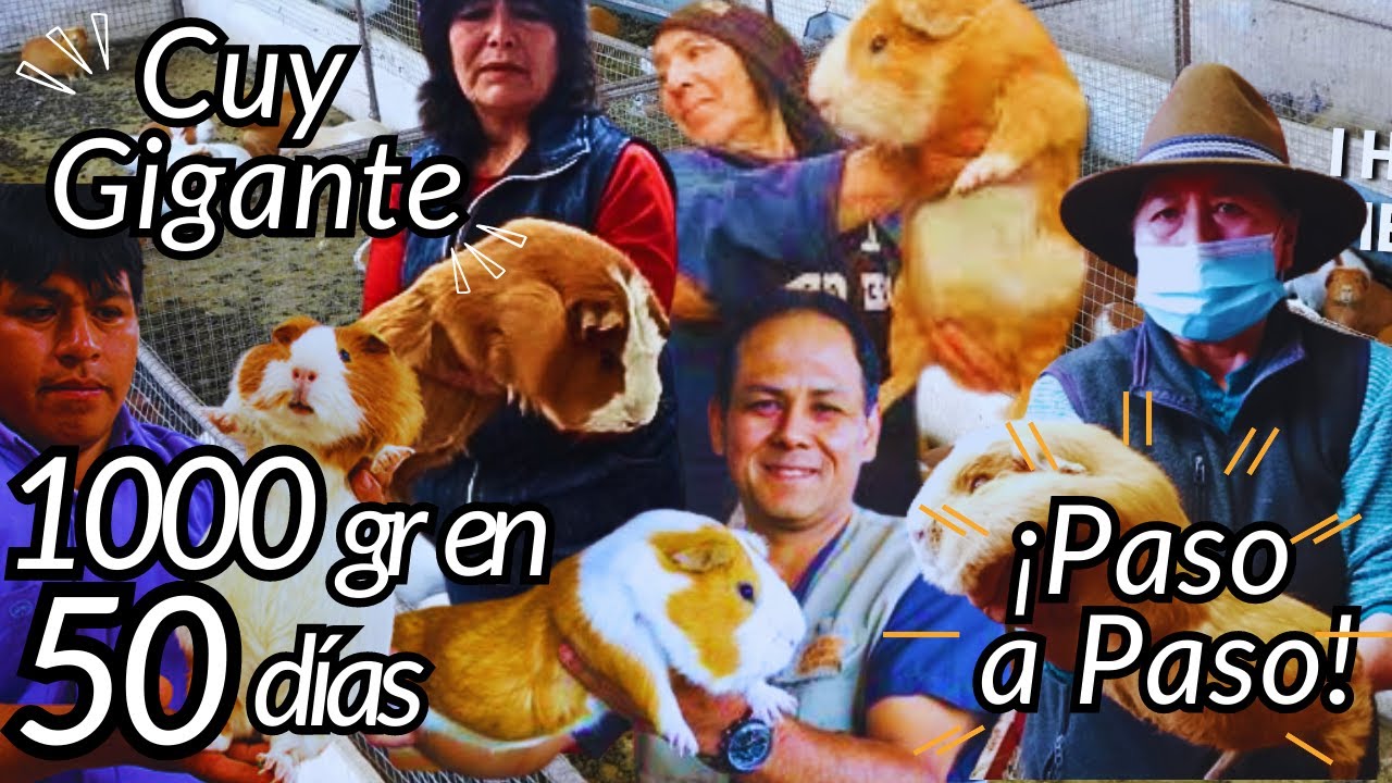 ¿Se PRODUCE CUY de 1000 gr en 50 DIAS? -La VERDAD revelada- PRUEBA ...