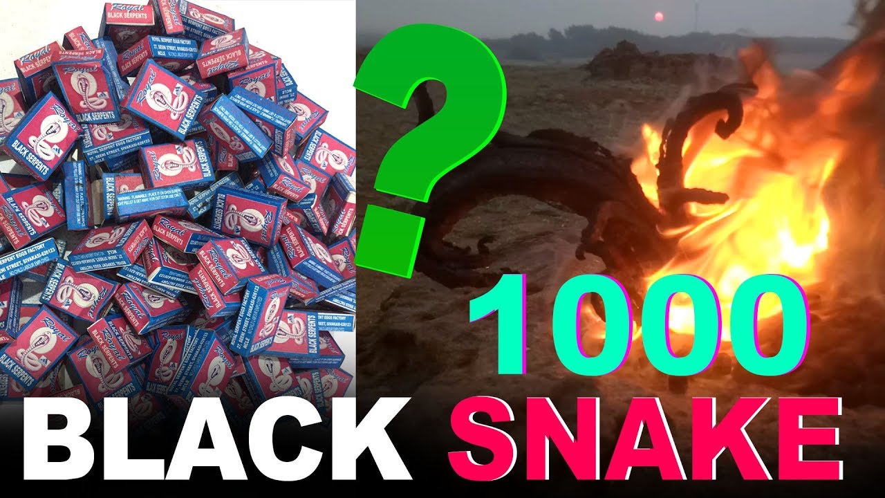 1000 Black Snakes at Once (1000 snake bombs) - YouTube