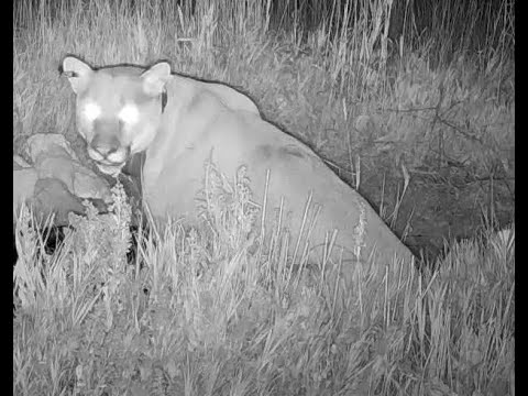 Mountain lion cougar puma at wildlife pond Nebraska Oct 2025 5am