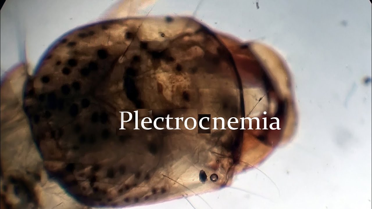 Plectrocnemia conspersa - YouTube