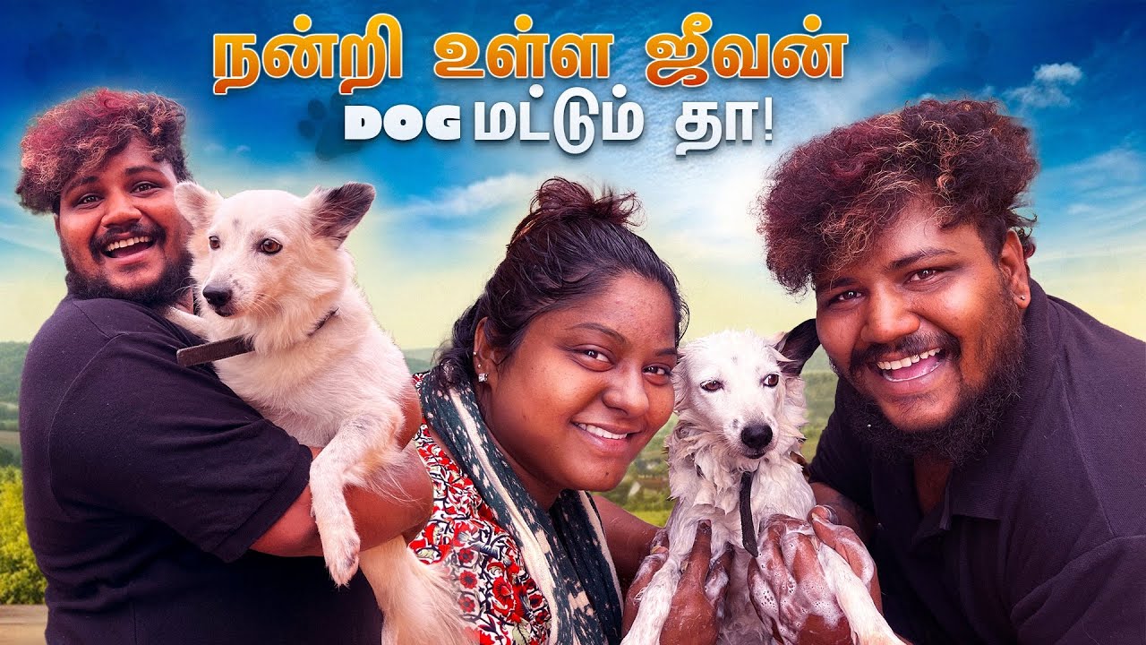 நன்றி உள்ள ஜீவன் Dog மட்டும் தா ! Gana Francis | sarafrancisvlogs 🤩😍 ...