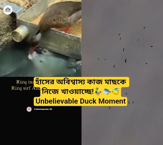 Unbelievable Duck Moment! হাঁসের অবিশ্বাস্য কাজ, মাছকে নিজে খাওয়াচ্ছে ...