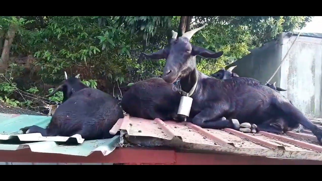 KAMBINGAN SA HONGKONG - YouTube