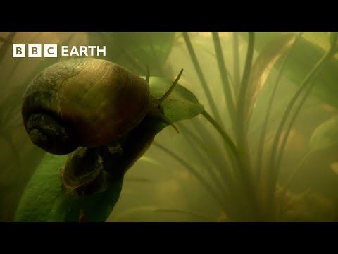 How Do Snails Return Energy To The Ecosystem